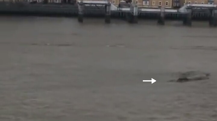《再》テムズ川の怪物 [" Re " Monster of the River Thames] : 13SHOE・高野十座のブログ