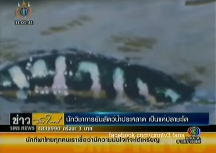 チャド湖の奇妙な魚 [Strange fish of Chado lake] : 13SHOE・高野十座のブログ