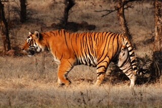 《カラー》疑惑のトリニール・タイガーの別写真【Another color picture of alleged "Trinil tiger ...