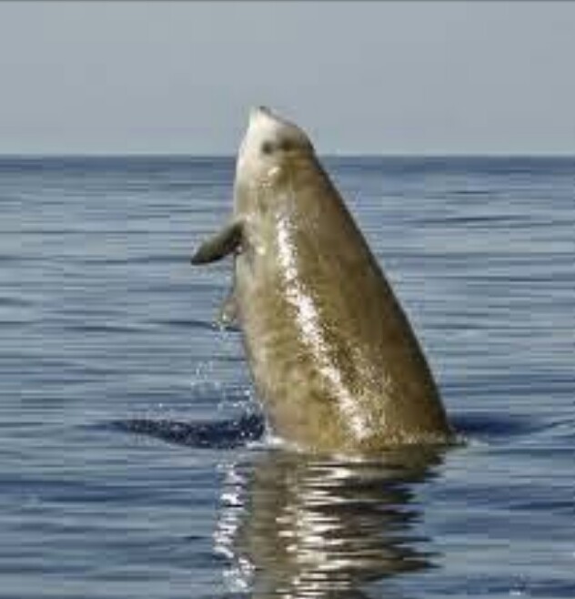 《正解》神話の生き物ゼフィアス [Creature of mythology, Ziphius] : 13SHOE・高野十座のブログ