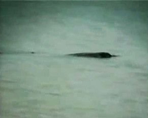 フロリダにモササウルス ️がいたってか？『The mosasaurs appeared in Florida』 : 13SHOE・高野十座のブログ