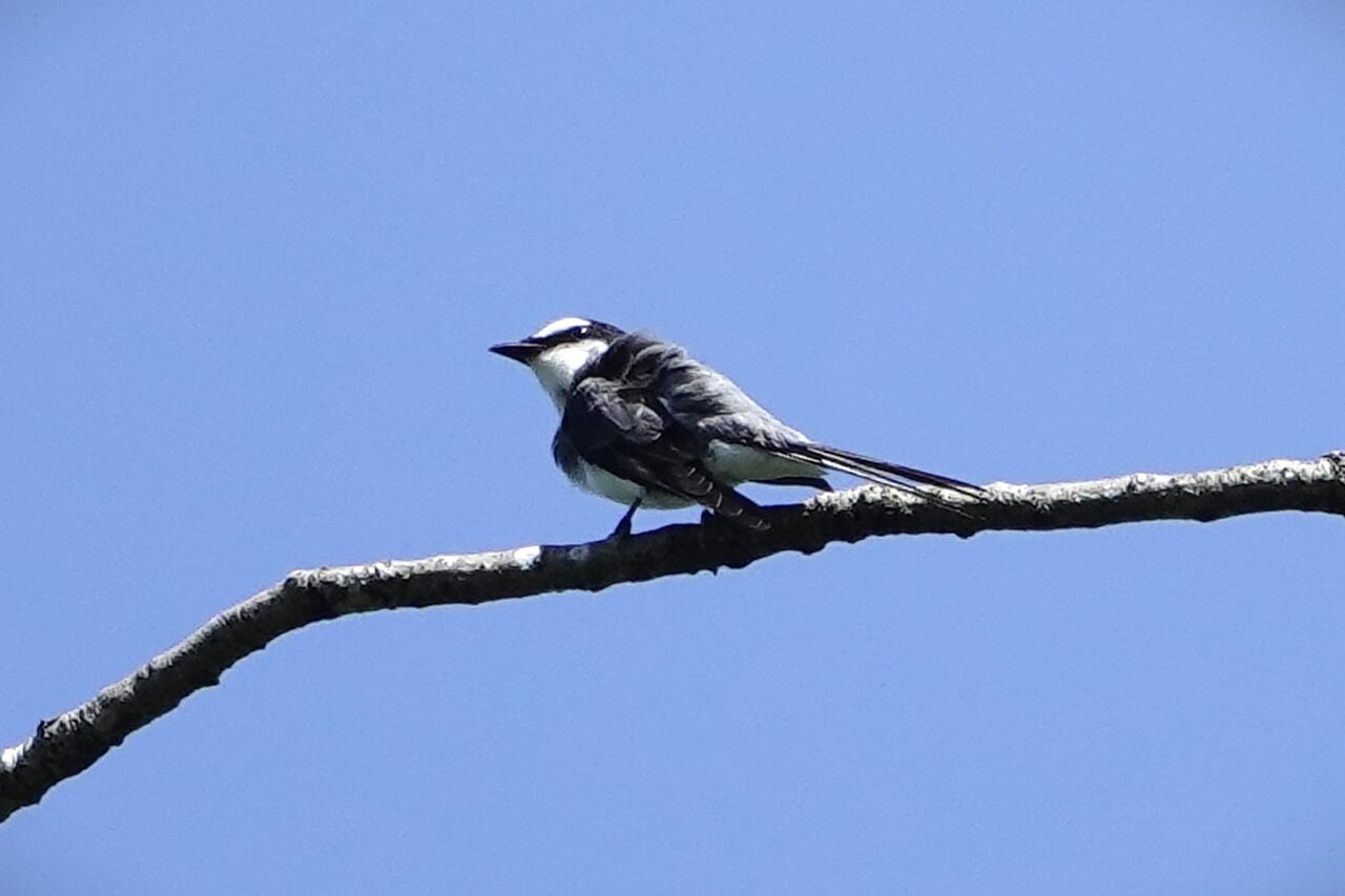 今季初 サンショウクイ（山椒食）。オオルリ。 : toritori-takaseto ＜ 鳥撮 TAKASETO