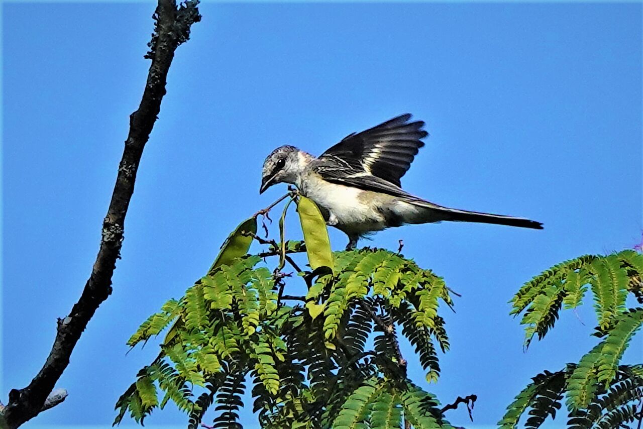 サンショウクイ（山椒食）。 : toritori-takaseto ＜ 鳥撮 TAKASETO