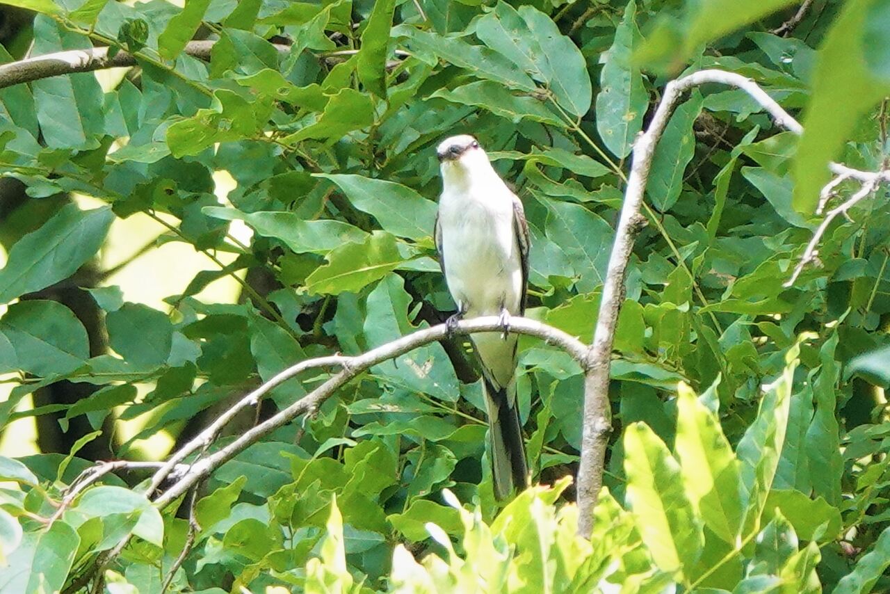 サンショウクイ（山椒喰）。 : toritori-takaseto ＜ 鳥撮 TAKASETO