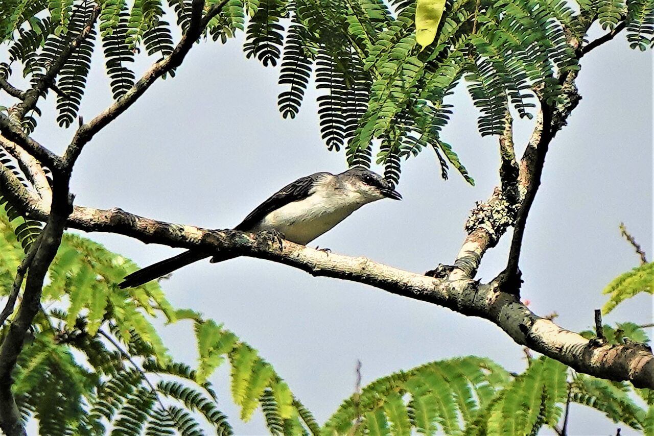 サンショウクイ（山椒食）。 : toritori-takaseto ＜ 鳥撮 TAKASETO