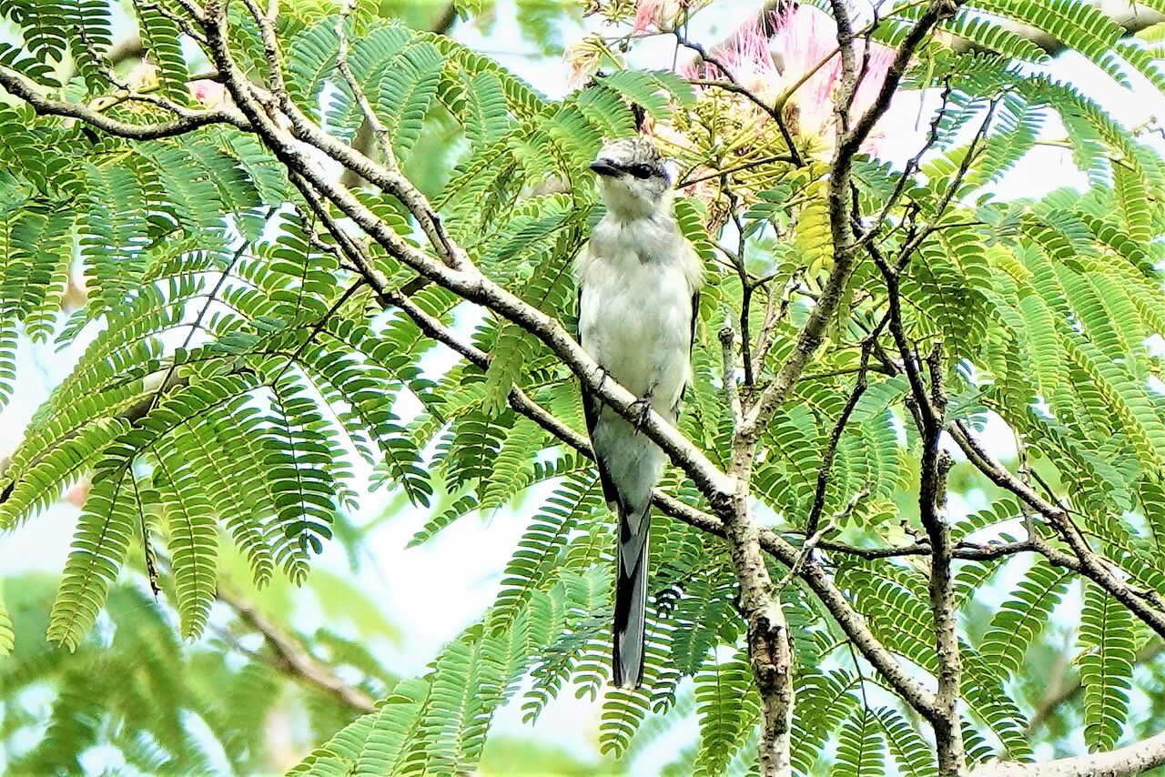 サンショウクイ（山椒喰）。 : toritori-takaseto ＜ 鳥撮 TAKASETO