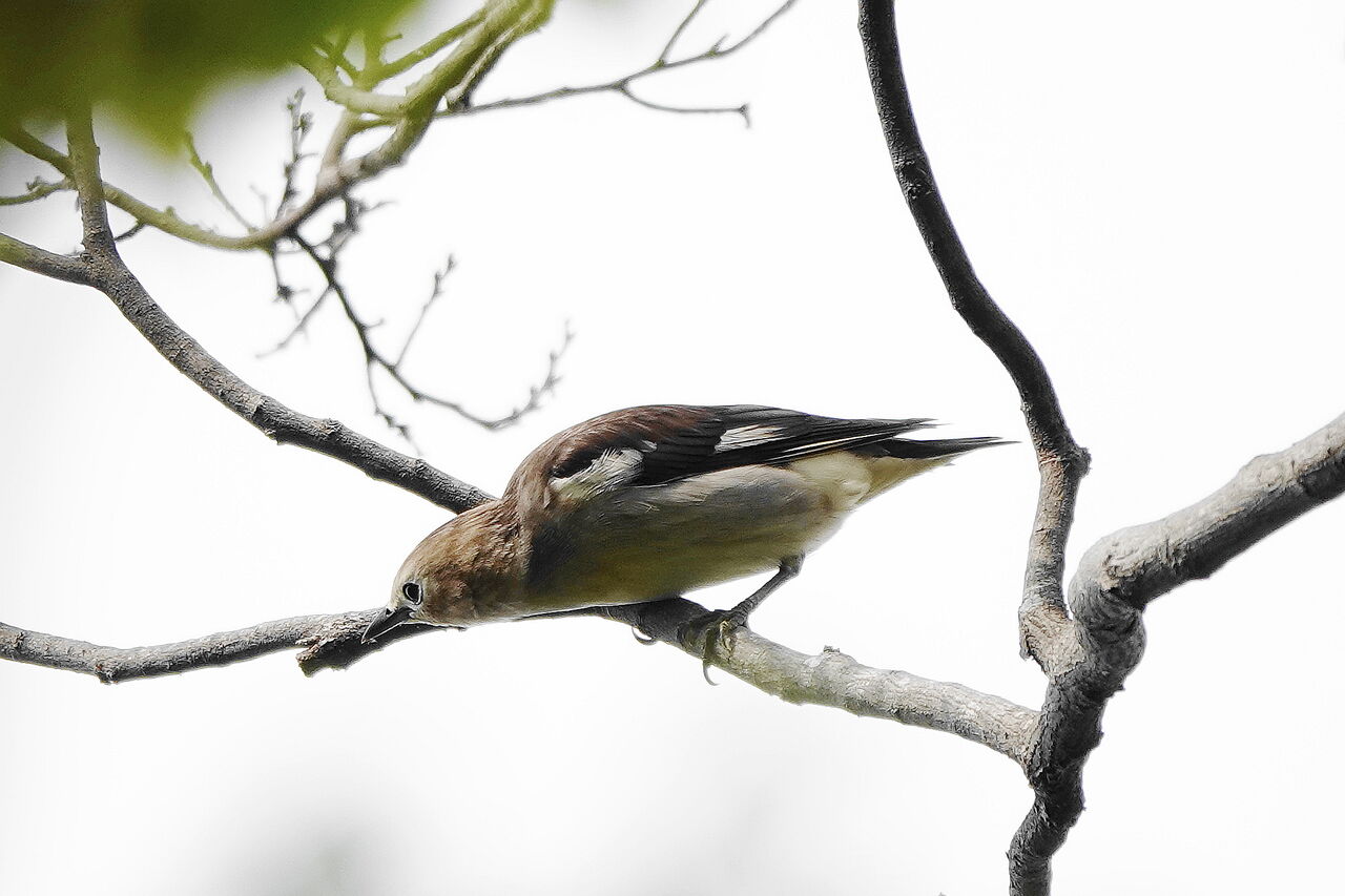 コムクドリ（小椋鳥）。クイナ。ヒクイナ。 : toritori-takaseto ＜ 鳥撮 TAKASETO