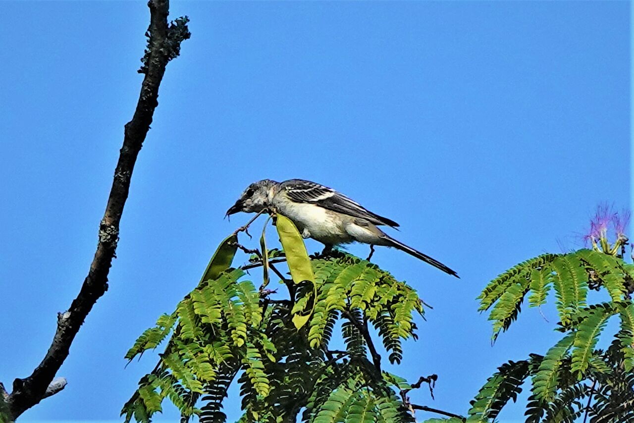 サンショウクイ（山椒食）。 : toritori-takaseto ＜ 鳥撮 TAKASETO