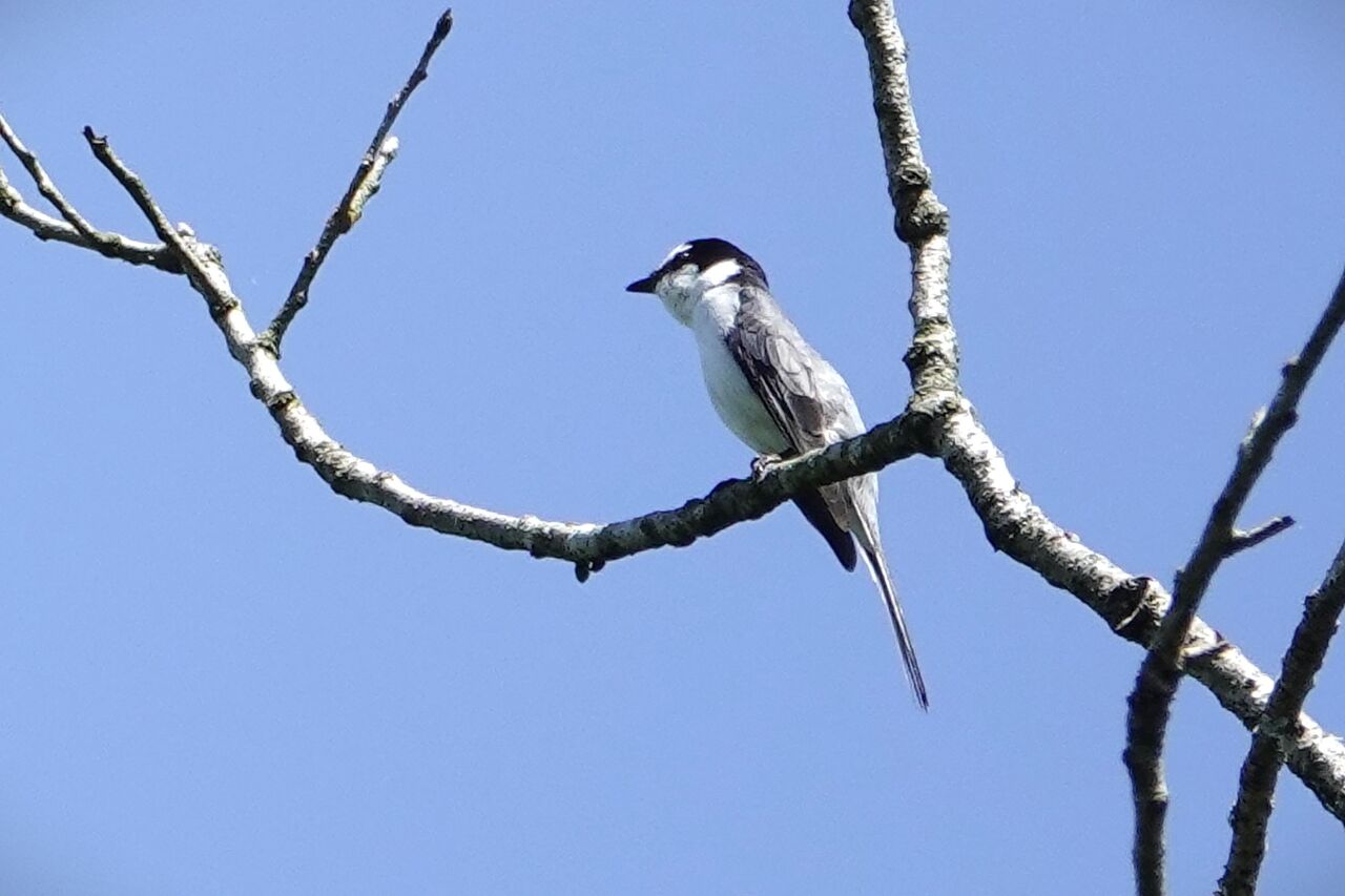 今季初 サンショウクイ（山椒食）。オオルリ。 : toritori-takaseto ＜ 鳥撮 TAKASETO