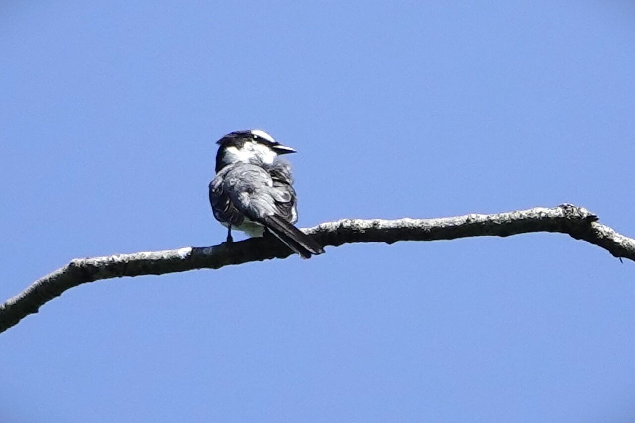 今季初 サンショウクイ（山椒食）。オオルリ。 : toritori-takaseto ＜ 鳥撮 TAKASETO