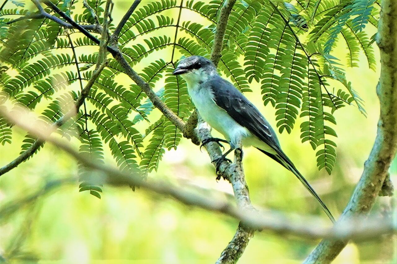 サンショウクイ（山椒食）。 : toritori-takaseto ＜ 鳥撮 TAKASETO