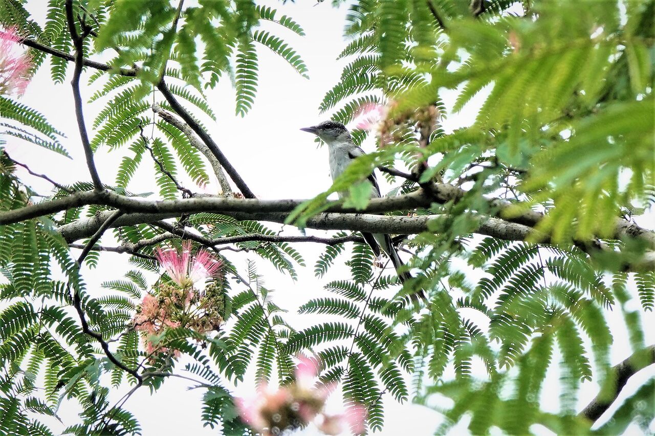 サンショウクイ（山椒喰）。 : toritori-takaseto ＜ 鳥撮 TAKASETO