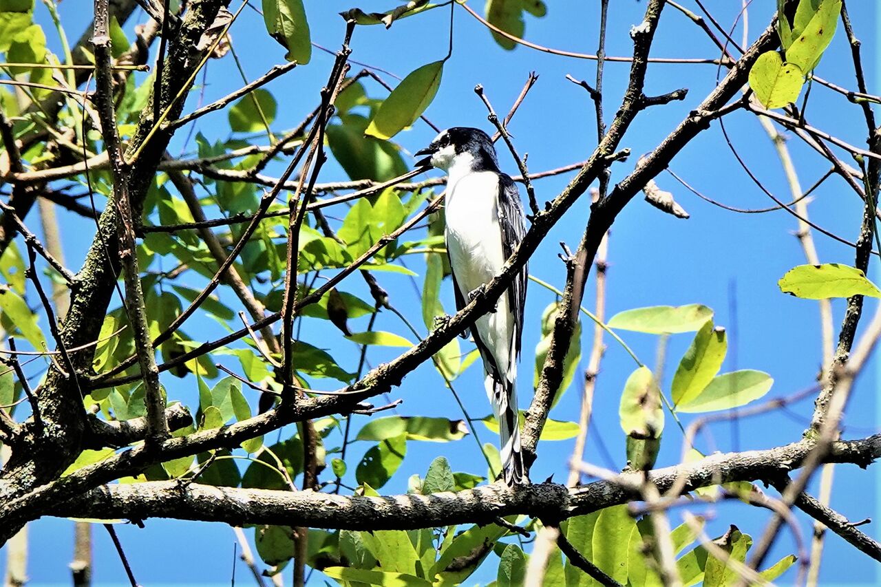サンショウクイ（山椒食）。ハチクマ（蜂熊）。 : toritori-takaseto ＜ 鳥撮 TAKASETO