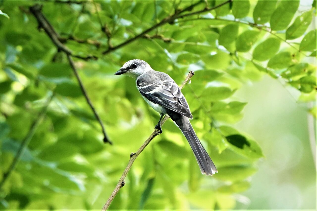 サンショウクイ（山椒喰）。 : toritori-takaseto ＜ 鳥撮 TAKASETO