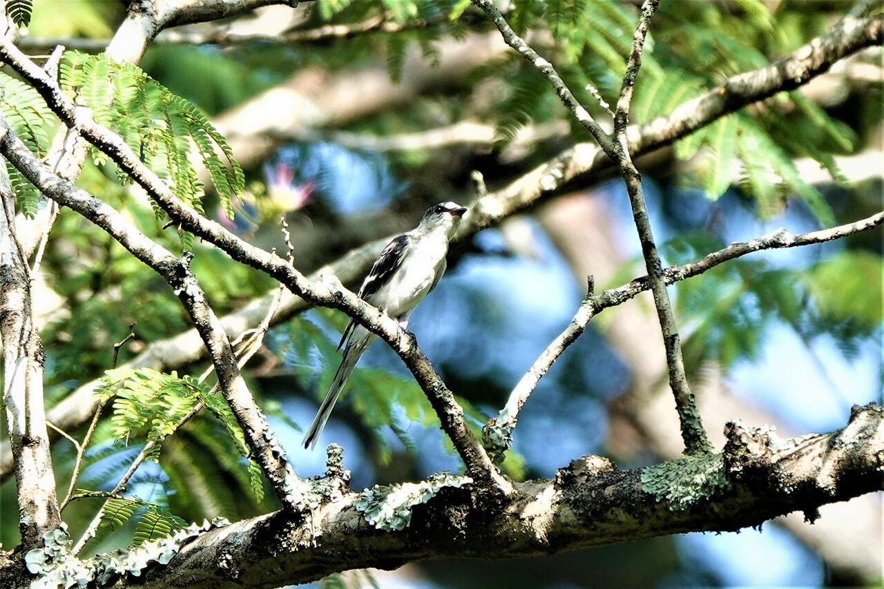 コサメビタキ。サンショウクイ。 : toritori-takaseto ＜ 鳥撮 TAKASETO