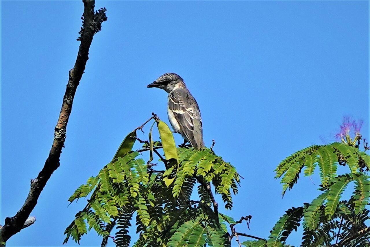 サンショウクイ（山椒食）。 : toritori-takaseto ＜ 鳥撮 TAKASETO