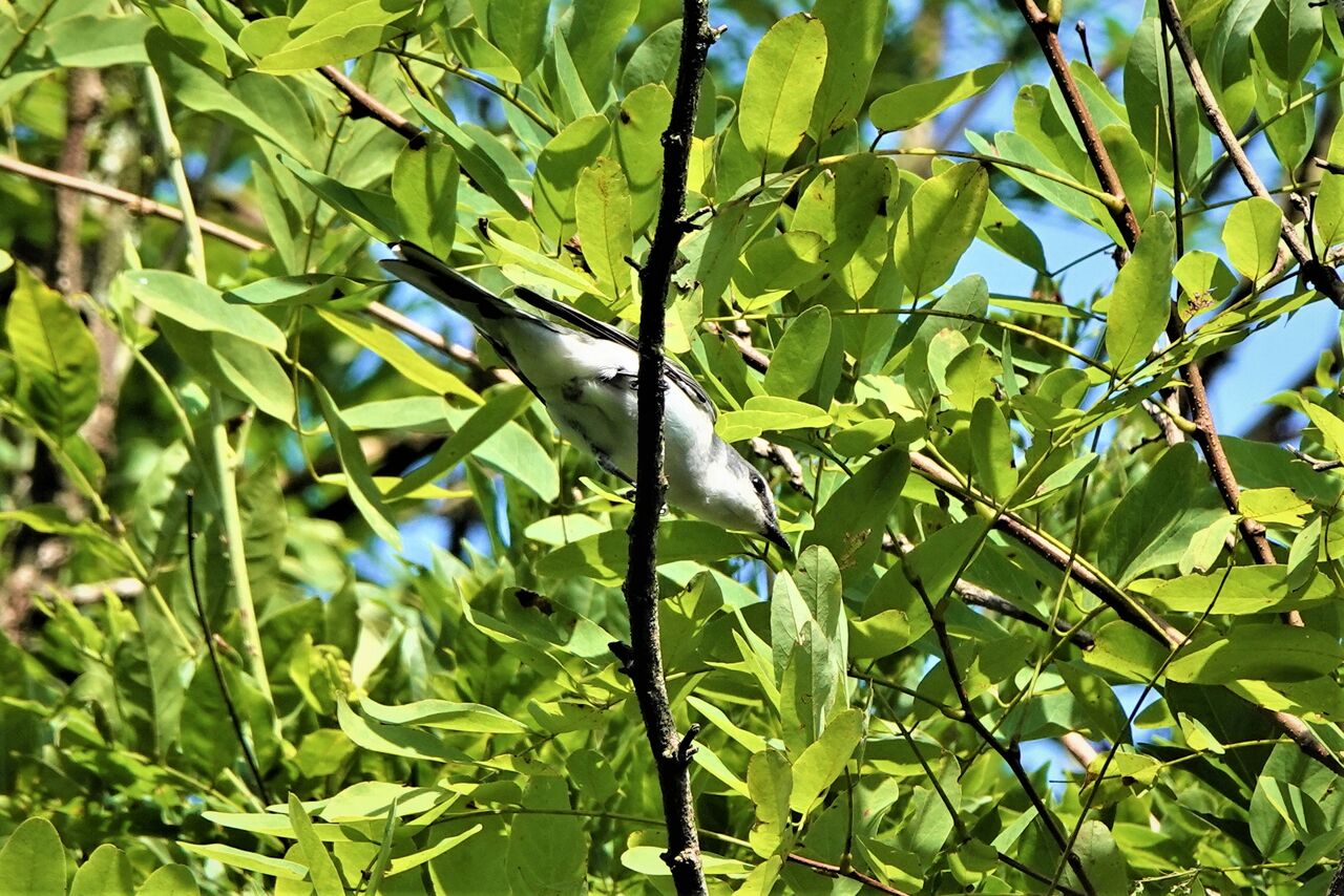 コサメビタキ。オオルリ。サンショウクイ。 : toritori-takaseto ＜ 鳥撮 TAKASETO