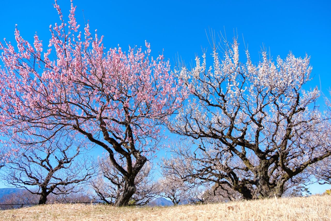 ビオトピアの梅は見頃です 2025.2.19 : （旧）高津弘人・高津創造(株) ブログ