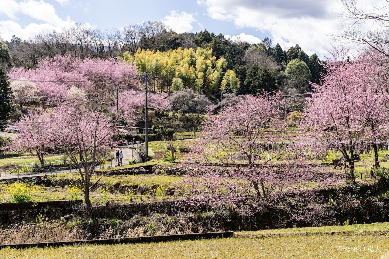 大雄紅桜 ※今季2回目 2024.3.27 : （旧）高津弘人・高津創造(株) ブログ