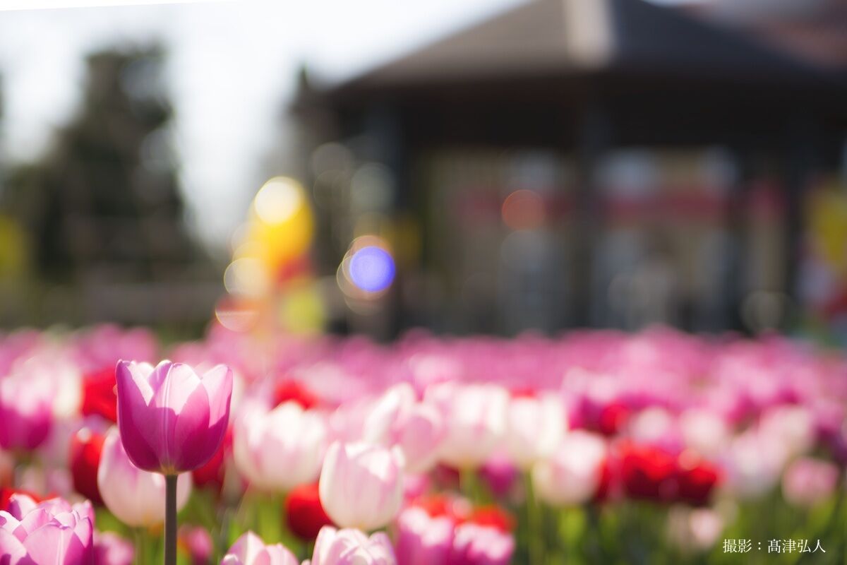 花菜ガーデンはクリスマスの装い : （旧）高津弘人・高津創造(株) ブログ