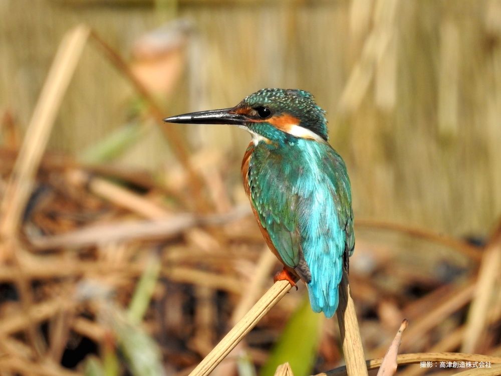 COOLPIX P900 : （旧）高津弘人・高津創造(株) ブログ