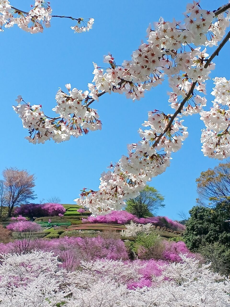 スマホ撮影に初挑戦 : （旧）高津弘人・高津創造(株) ブログ