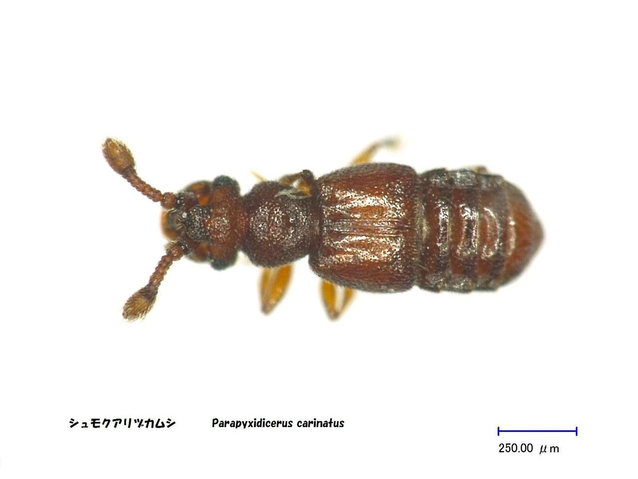 アリヅカムシ科 Pselaphidae : 果樹園（つくば市）の昆虫カタログ