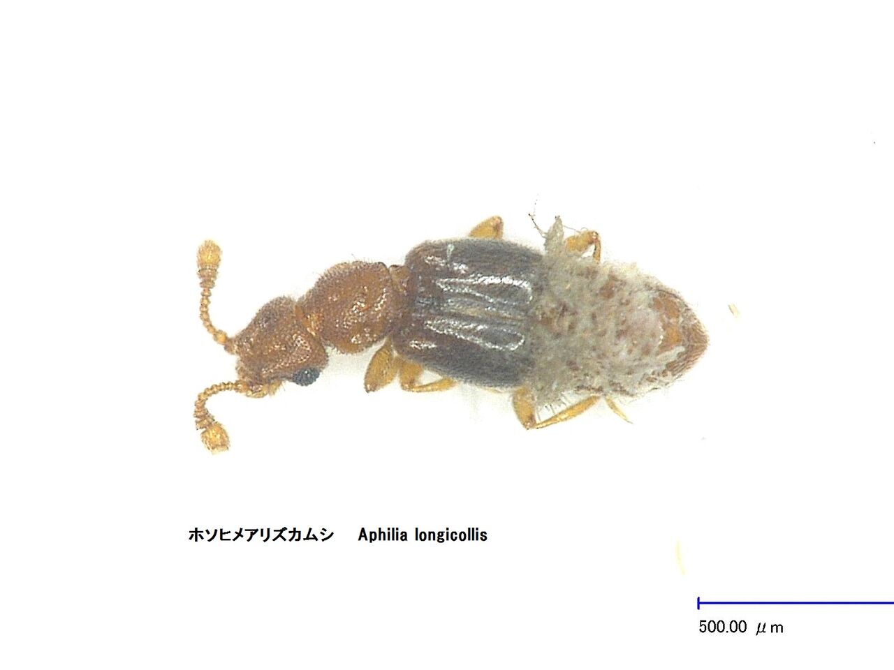 アリヅカムシ科 Pselaphidae : 果樹園（つくば市）の昆虫カタログ