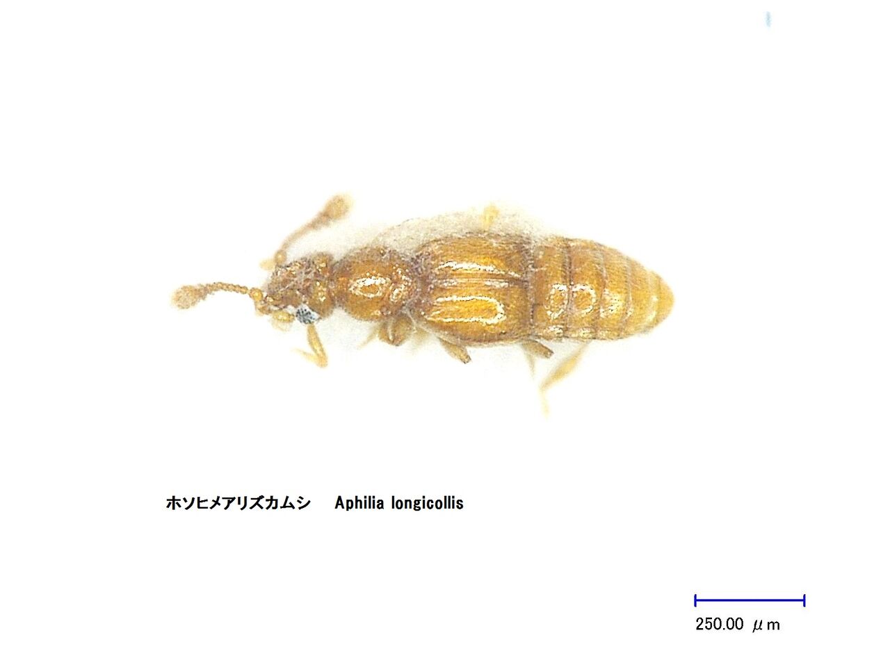 アリヅカムシ科 Pselaphidae : 果樹園（つくば市）の昆虫カタログ