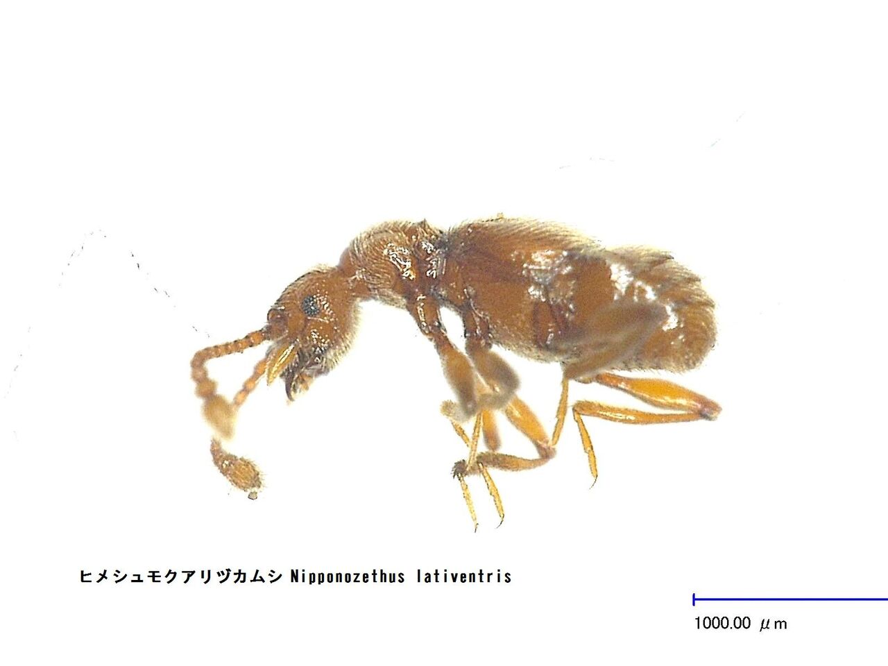 アリヅカムシ科 Pselaphidae : 果樹園（つくば市）の昆虫カタログ
