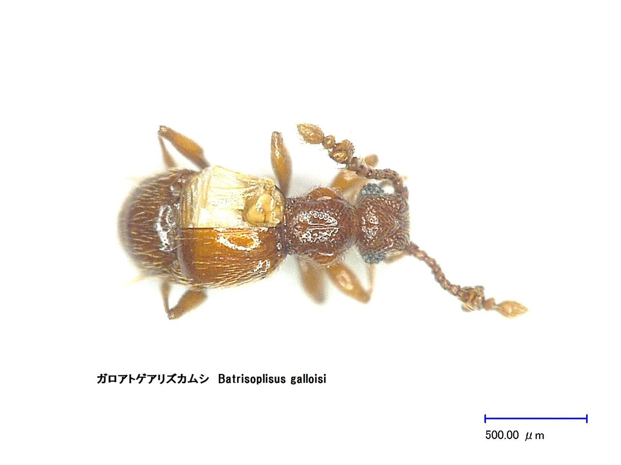 アリヅカムシ科 Pselaphidae : 果樹園（つくば市）の昆虫カタログ