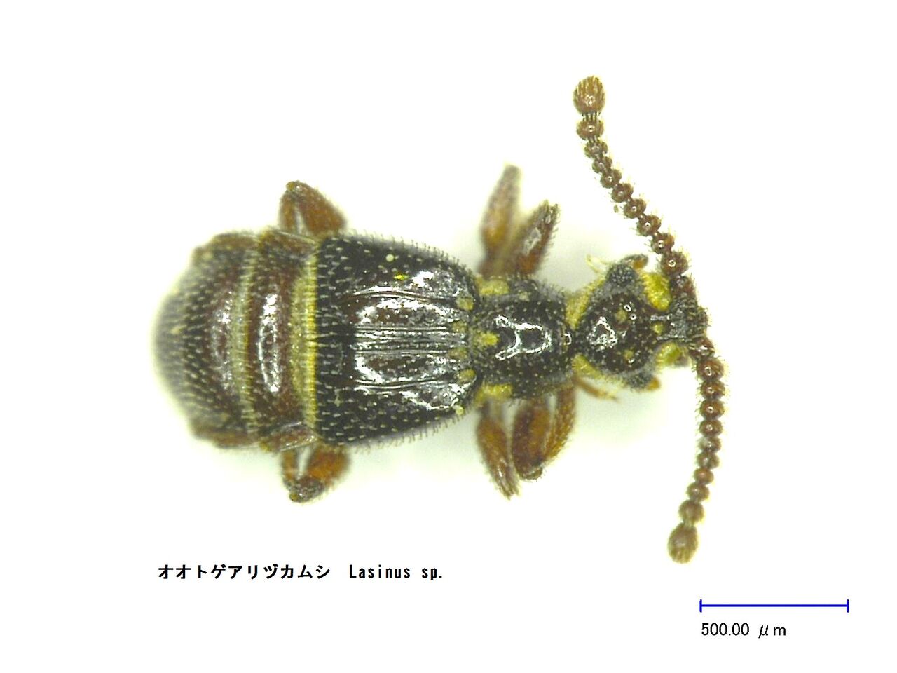 アリヅカムシ科 Pselaphidae : 果樹園（つくば市）の昆虫カタログ
