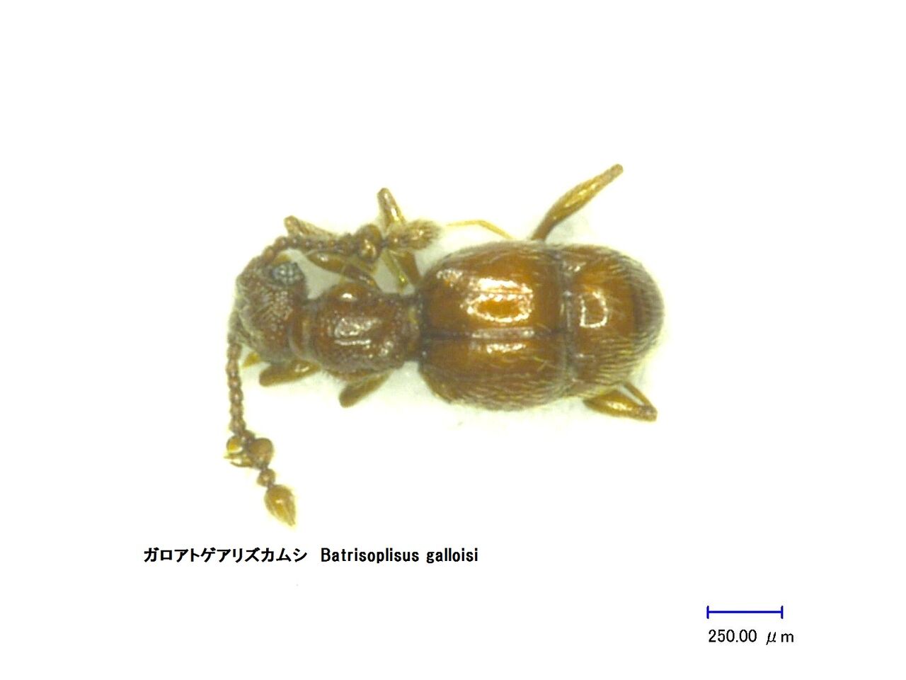 アリヅカムシ科 Pselaphidae : 果樹園（つくば市）の昆虫カタログ