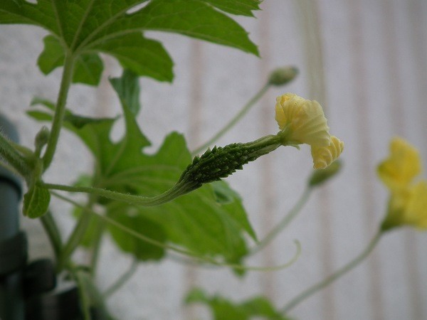 xxx No Title ~ taku-bomb xxx vegetable garden 11