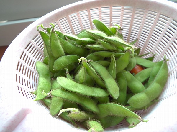 xxx No Title ~ taku-bomb xxx vegetable garden 11