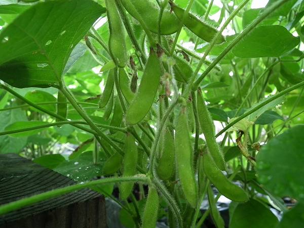 xxx No Title ~ taku-bomb xxx vegetable garden 11