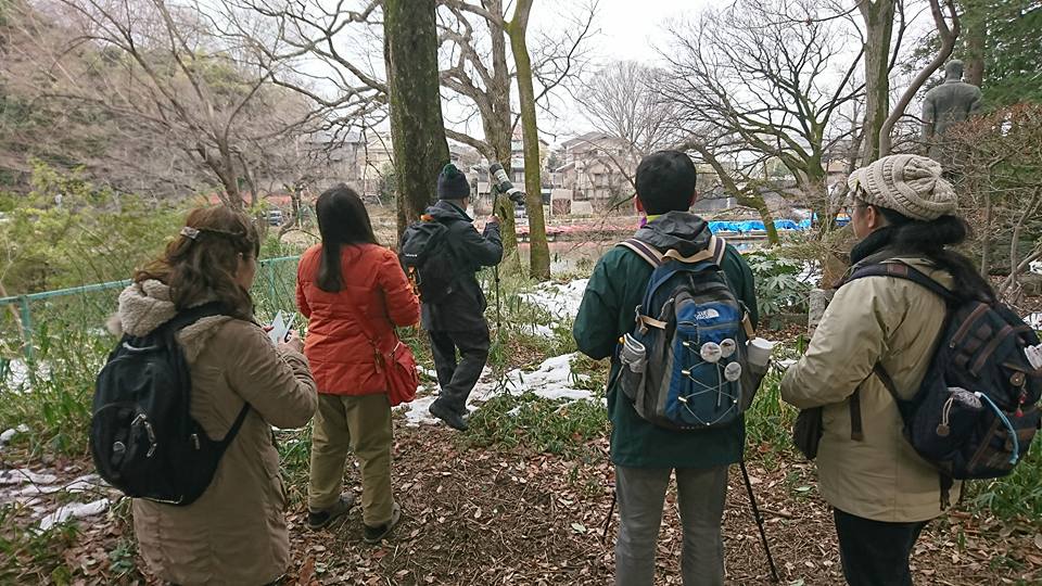 タマシギ♀のイケイケ日記 : 探鳥会を2つ