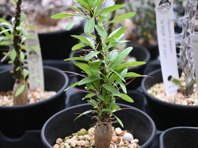 フォークイエリア&入荷植物 | 園芸屋たなかのブログ フォークイエリア&入荷植物 | 園芸屋たなかのブログ
