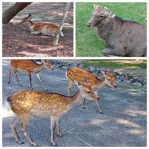 タニヤンの平凡な日常:奈良散策
