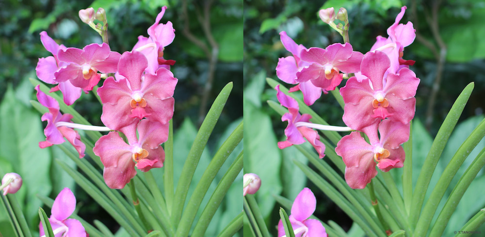 周辺視野もつかって周囲や背景もみる - シンガポール植物園（6）「国立ラン園」- : 発想法 - 情報処理と問題解決