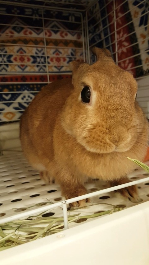 僕は今日、うさぎちゃんと出会った。 : ふりかけ7 一周忌 4月6日①「うさぎカフェもふれる」