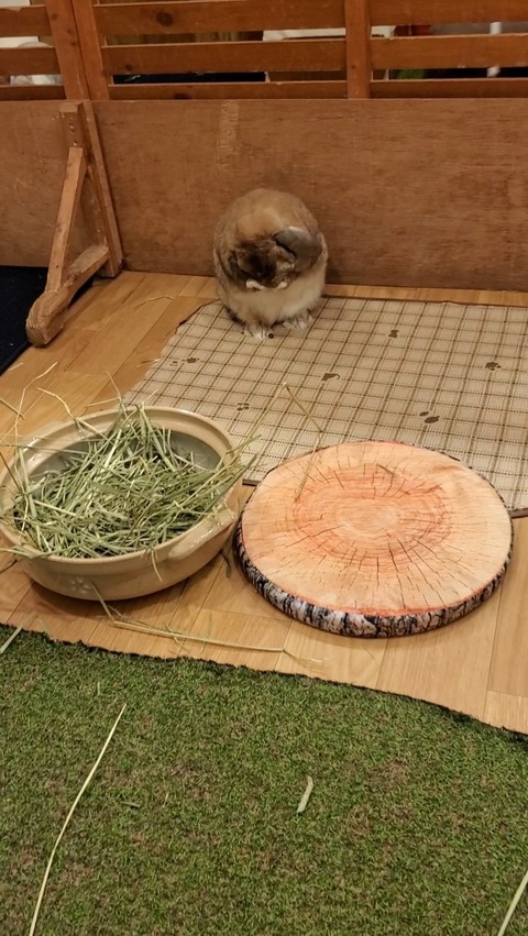 僕は今日、うさぎちゃんと出会った。 : ちゃみ9 三回忌 3月27日④ 「うさぎカフェもふれる」