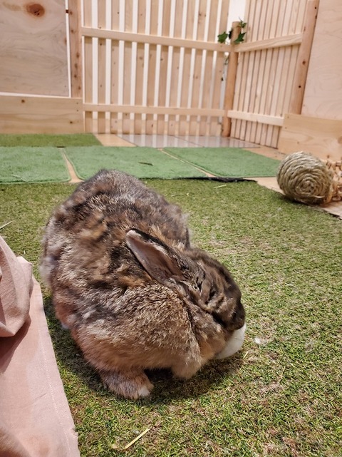 僕は今日、うさぎちゃんと出会った。 : ベル⑥ 「うさぎカフェもふれる」