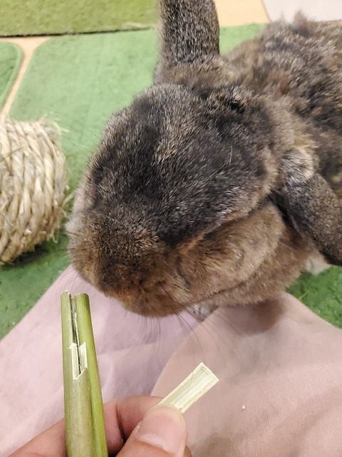 僕は今日、うさぎちゃんと出会った。 : ベル⑥ 「うさぎカフェもふれる」