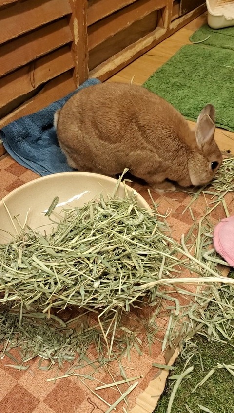 僕は今日、うさぎちゃんと出会った。 : ふりかけ10 一周忌 4月6日④「うさぎカフェもふれる」