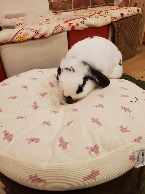 僕は今日、うさぎちゃんと出会った。 : 全員集合20 誕生日おめでとう 1/18ロジャー メロ, 1/20こむぎ よもぎ.「うさぎカフェもふれる」