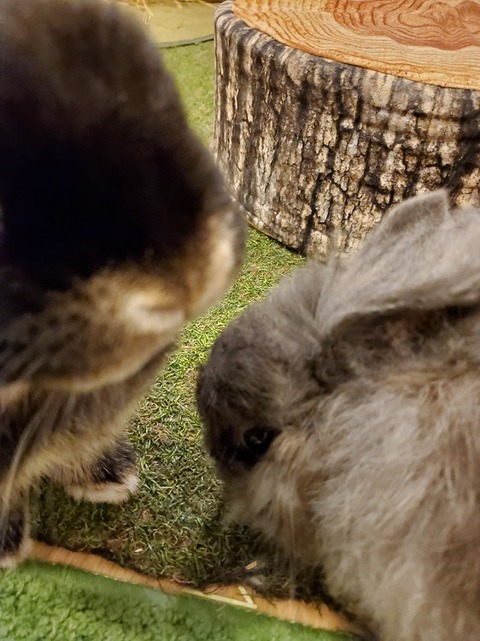 僕は今日、うさぎちゃんと出会った。 : 子うさぎ〖リク きなこ ぐり ぐら〗⑦ 移転直後4人集合 「うさぎカフェもふれる」