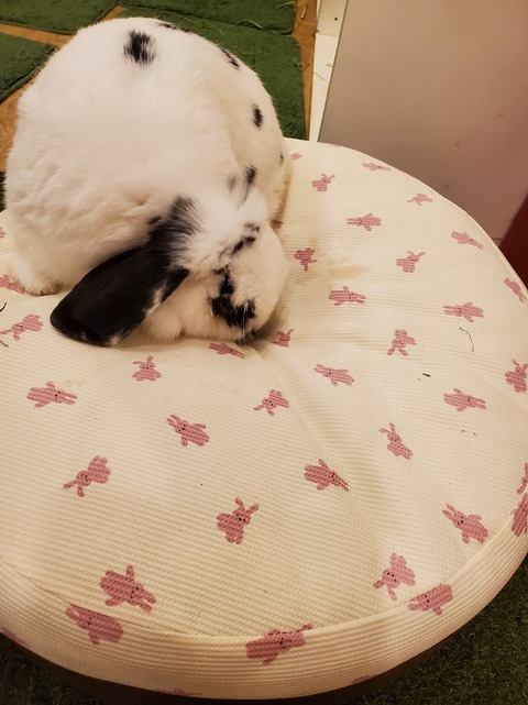 僕は今日、うさぎちゃんと出会った。 : 全員集合20 誕生日おめでとう 1/18ロジャー メロ, 1/20こむぎ よもぎ.「うさぎカフェもふれる」