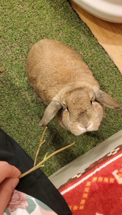 僕は今日、うさぎちゃんと出会った。 : ちゃみ8 三回忌 3月27日③ 「うさぎカフェもふれる」