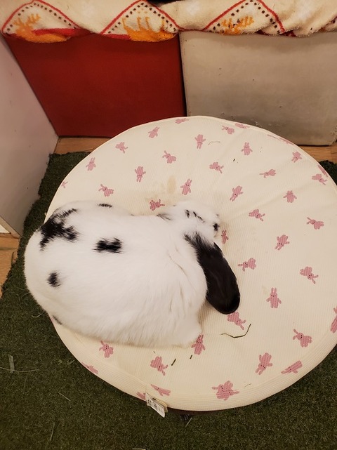 僕は今日、うさぎちゃんと出会った。 : 全員集合20 誕生日おめでとう 1/18ロジャー メロ, 1/20こむぎ よもぎ.「うさぎカフェもふれる」